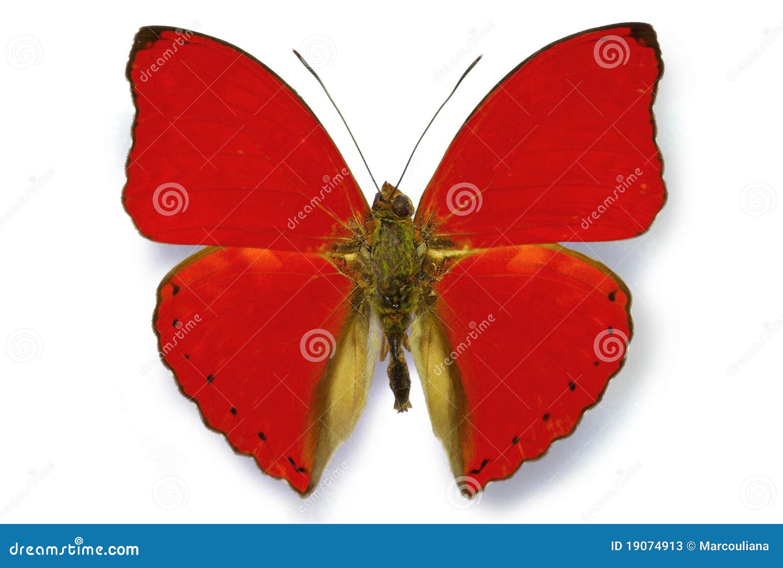 Cymothoe Sangaris (with Shadow) Stock Image - Image of macro, delicate ...