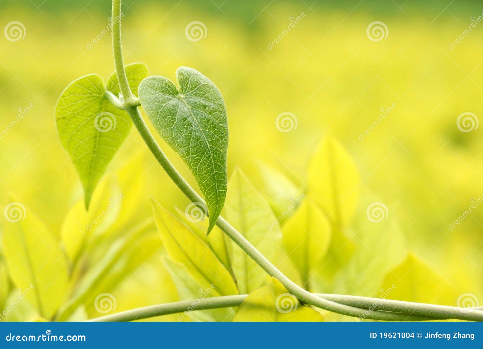 Cynanchum chinense stock photo. Image of vine, leaves - 19621004