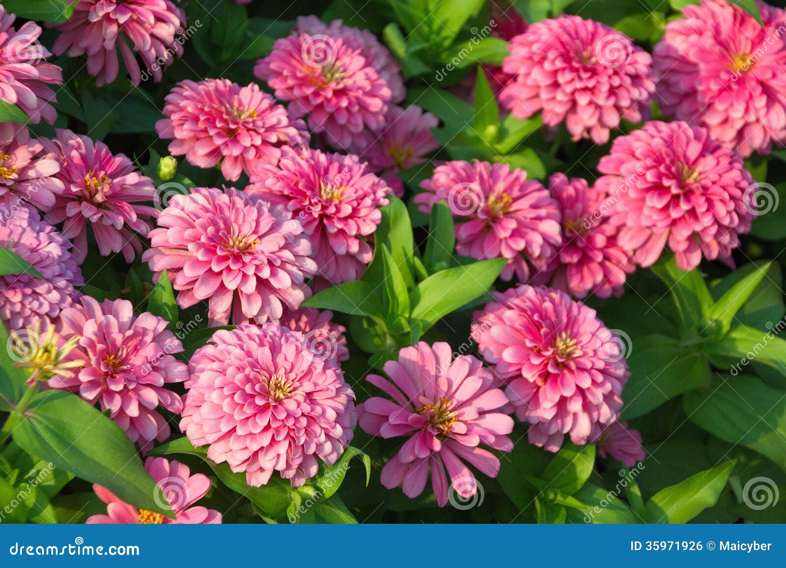 Cynia kwiat zdjęcie stock. Obraz złożonej z menchie, walentyna - 35971926