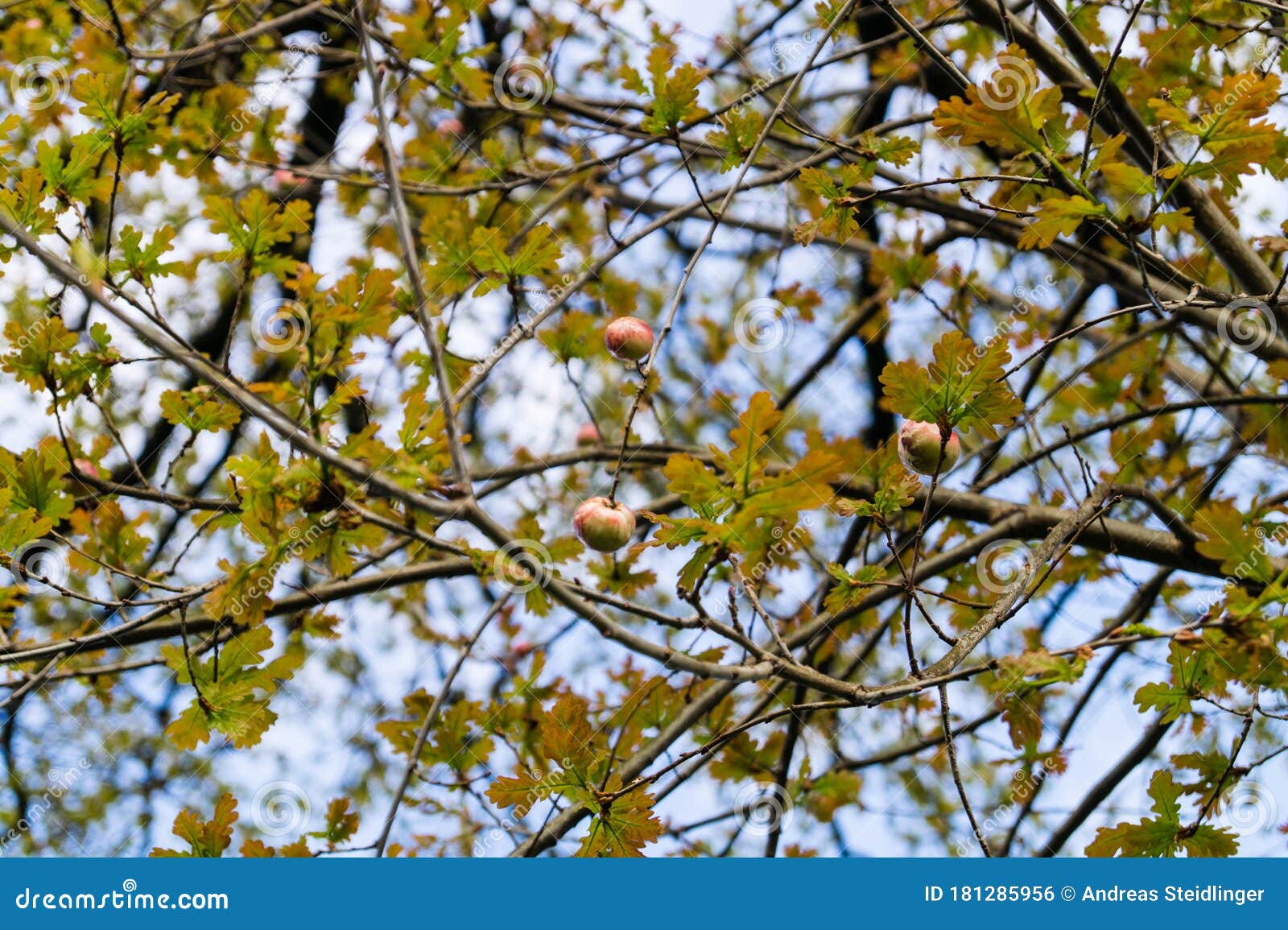 Quercus Infectoria Tree Or Aleppo Oak Closeup With Branches In ...