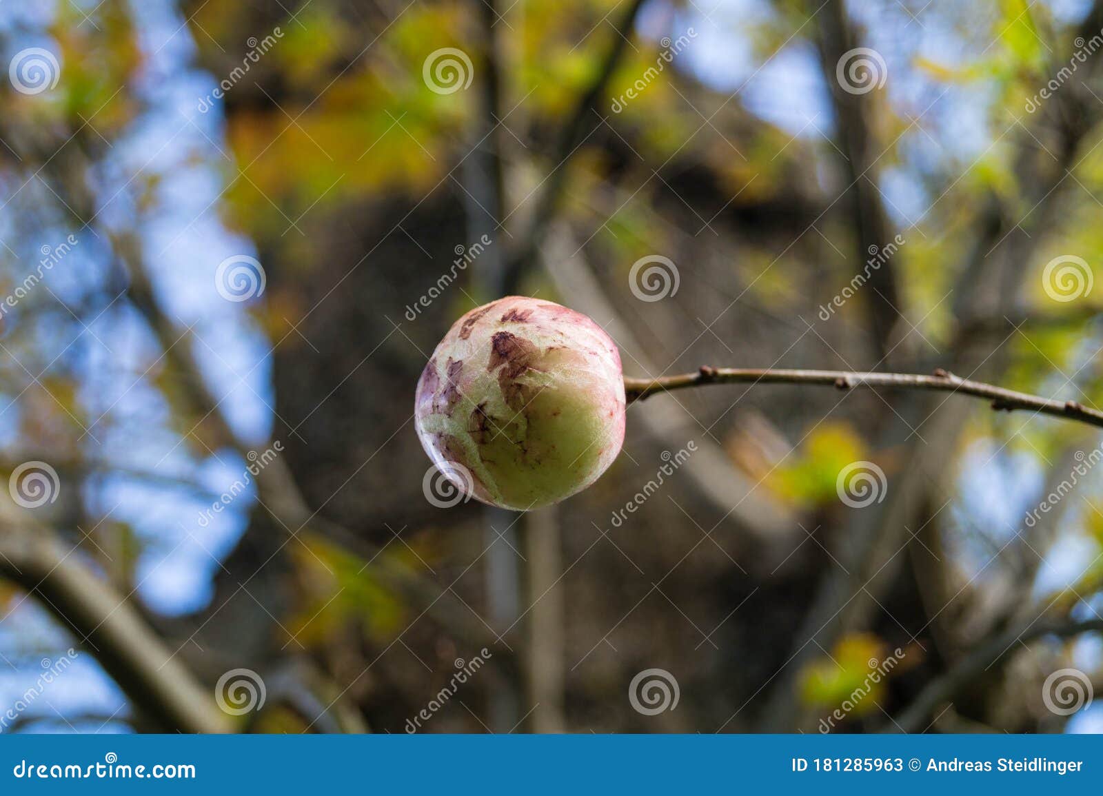 Cynips Quercusfolii Known As Gall Wasp, Round Ball Gall Underside Of ...
