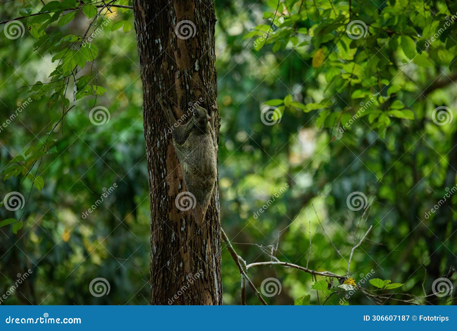 Cynocephalus Variegatus (Dermoptera) in Nature Stock Image - Image of ...
