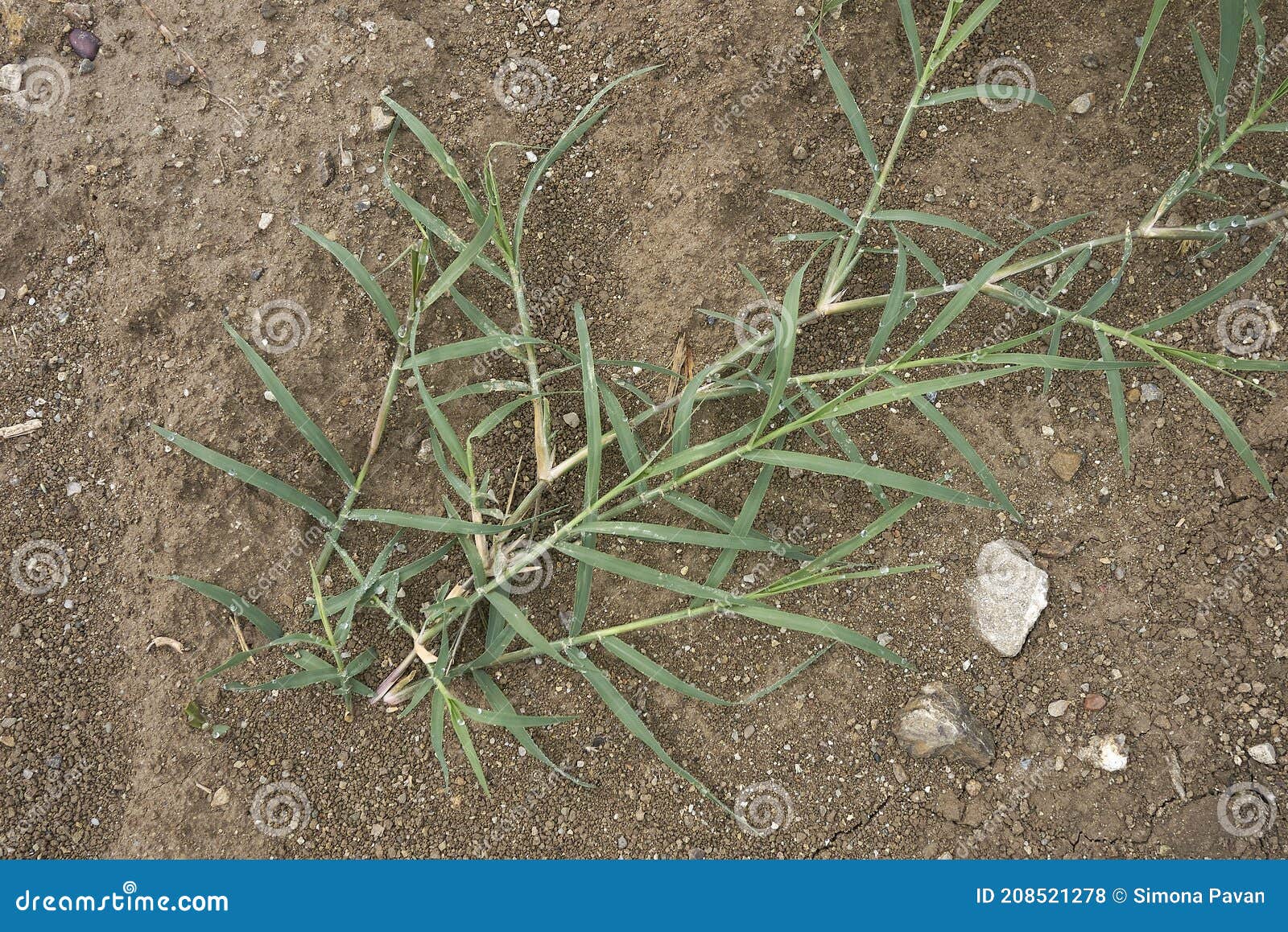 Cynodon dactylon close up stock photo. Image of close - 208521278