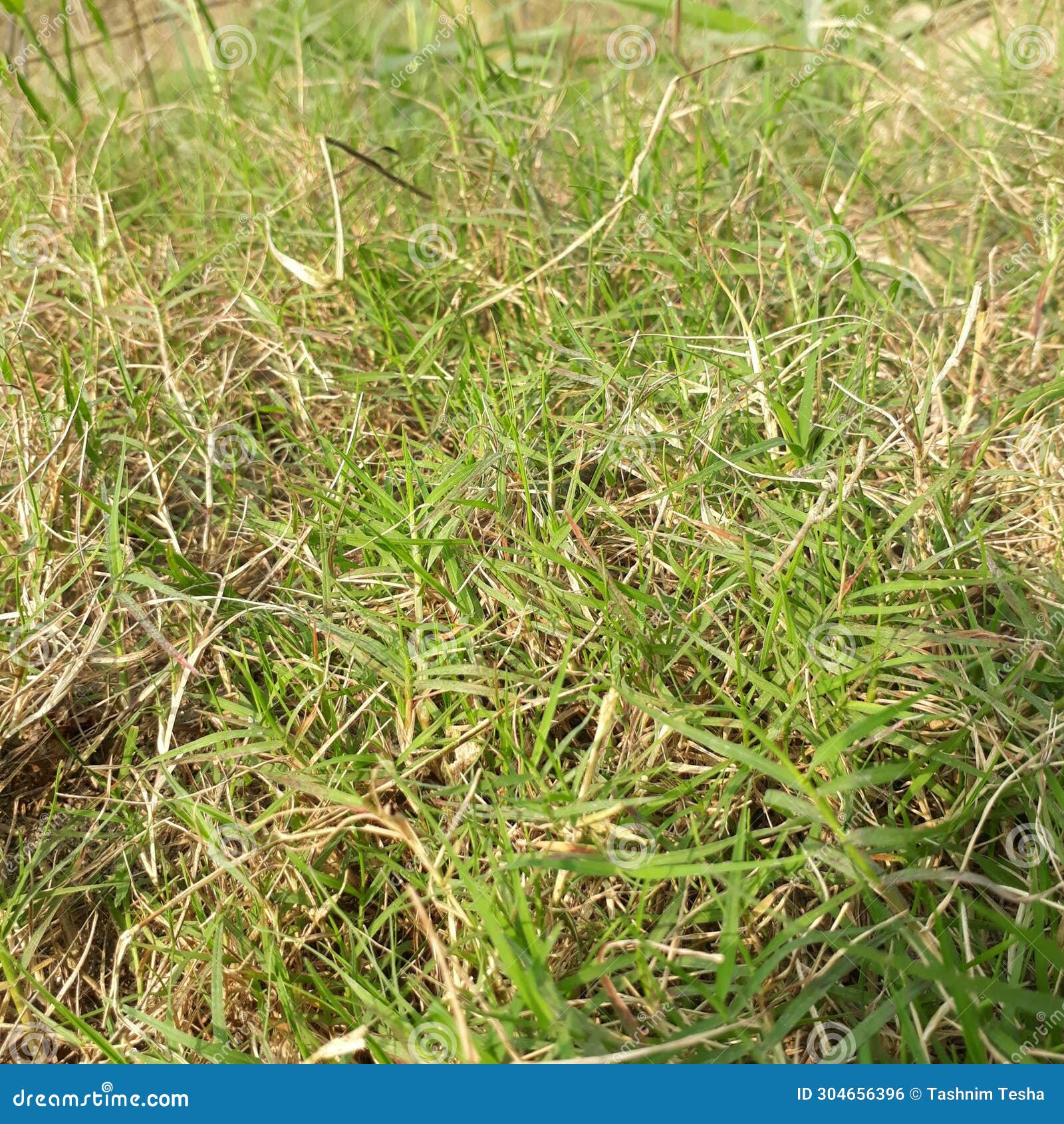 Cynodon Dactylon, Commonly Known As Bermuda Grass, Stock Photo - Image ...