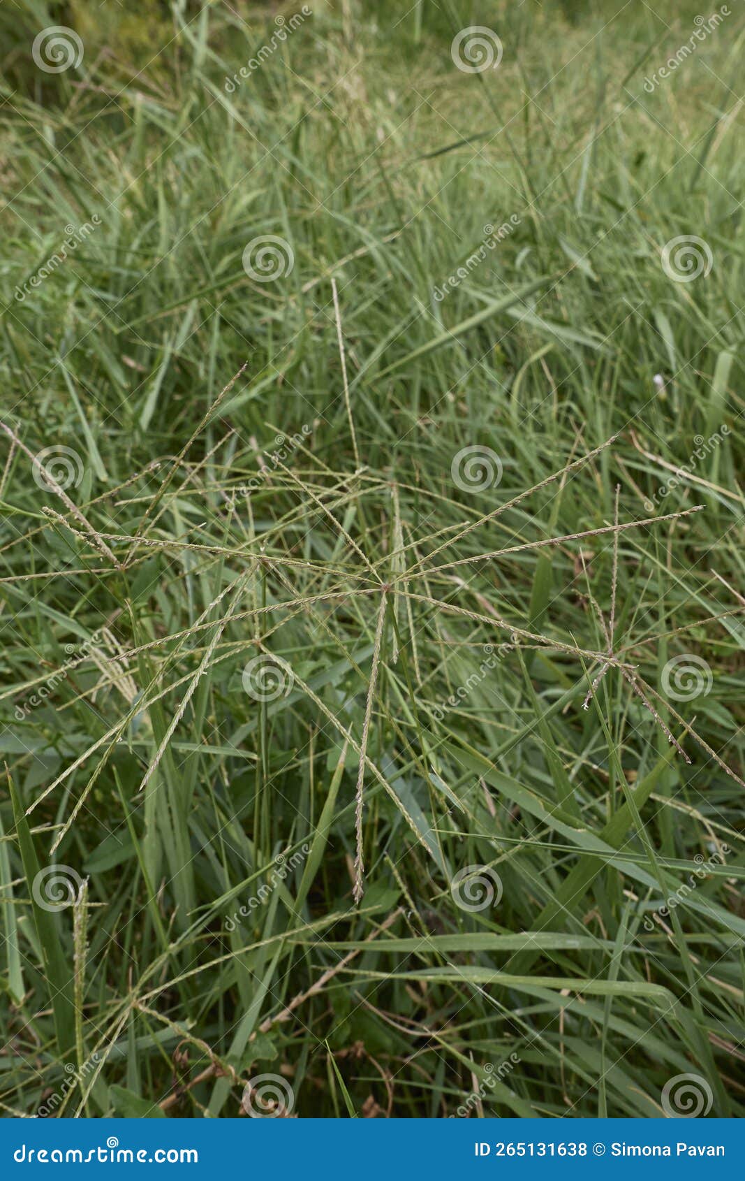 Cynodon Dactylon Grass in Bloom Stock Photo - Image of leaf, bloom ...