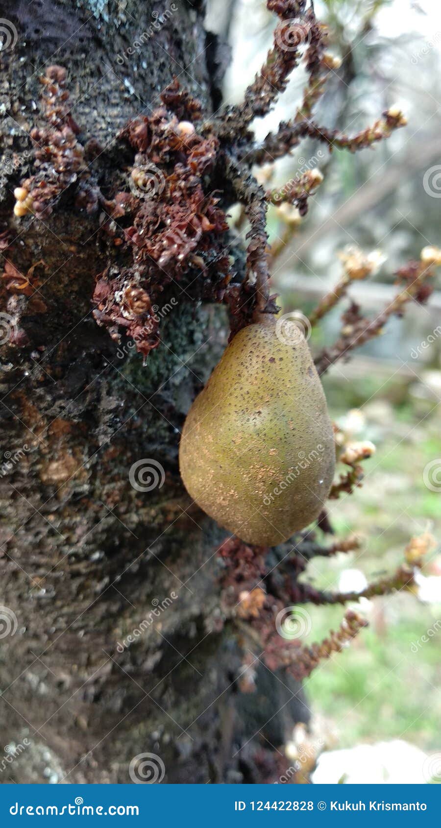 Cynometra cauliflora 库存照片. 图片 包括有 知道, 当地, 由于, 大量地, 结构树 - 124422828