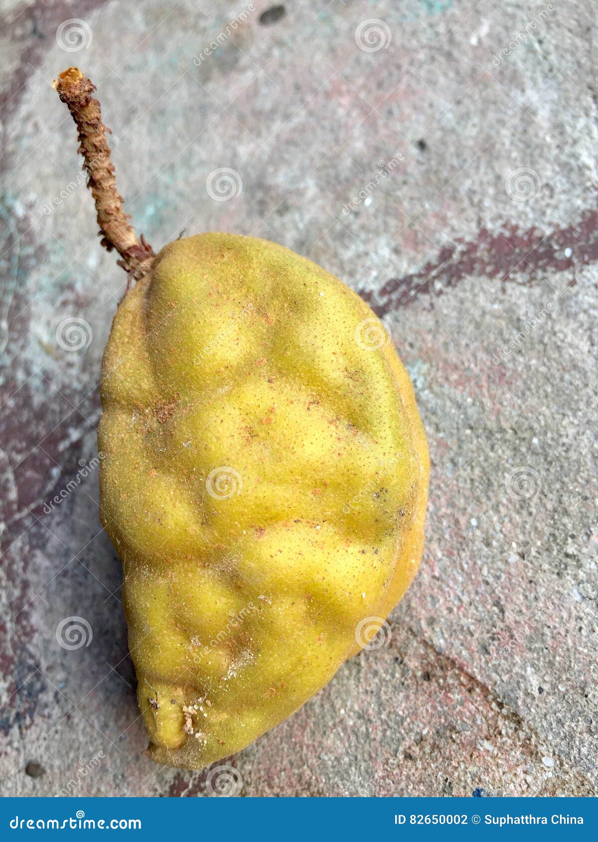 Fruit Nam-nam & X28;Cynometra Cauliflora& X29; Stock Photography ...