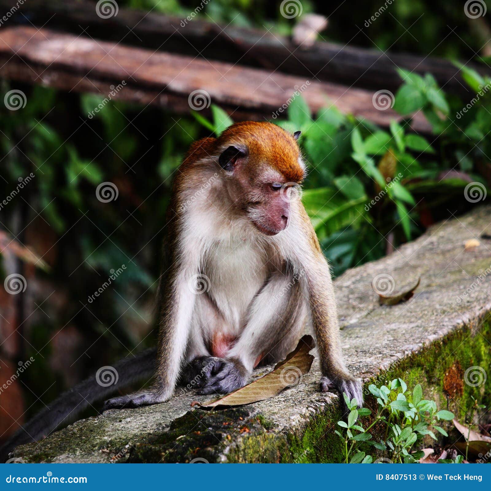 Cynomolgus monkey stock image. Image of rain, monkeys - 8407513