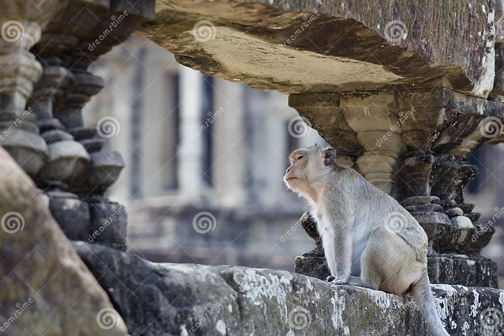 Cynomolgus Monkey Inspecting Ruins Stock Image - Image of suspicious ...