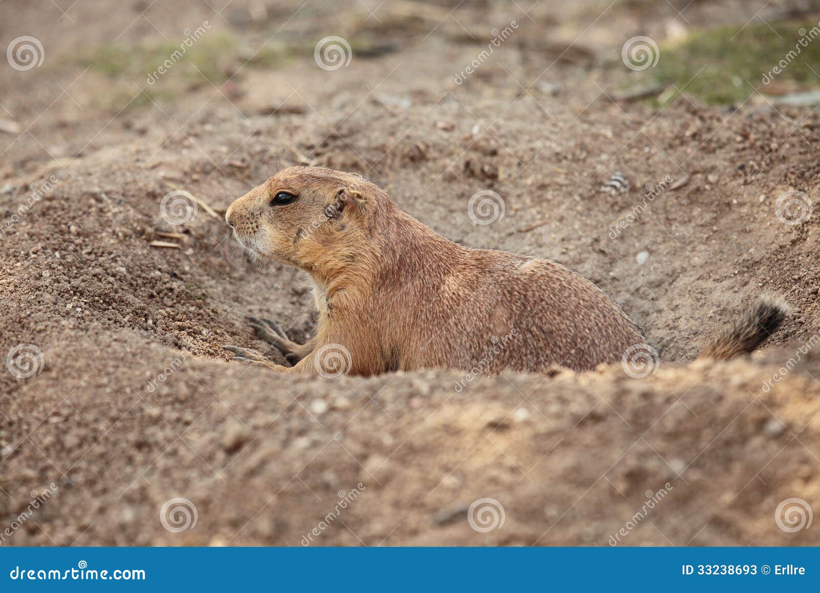 Cynomys immagine stock. Immagine di natura, animali, selvaggio - 33238693