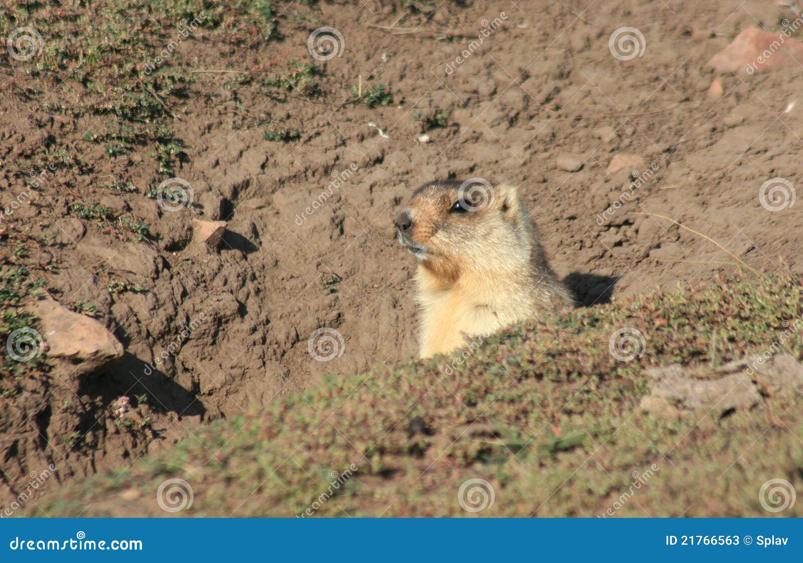Cynomys (Prairie Dog),groundhog, Gopher Stock Image - Image of gopher ...