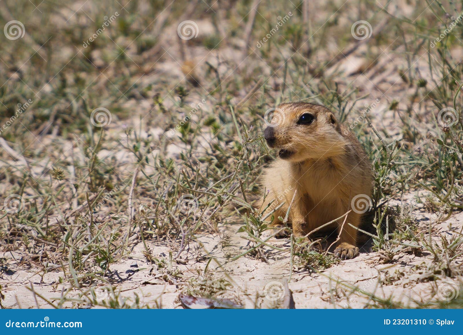 Cynomys (Prairie Dog),groundhog, Gopher Stock Photo - Image of ...