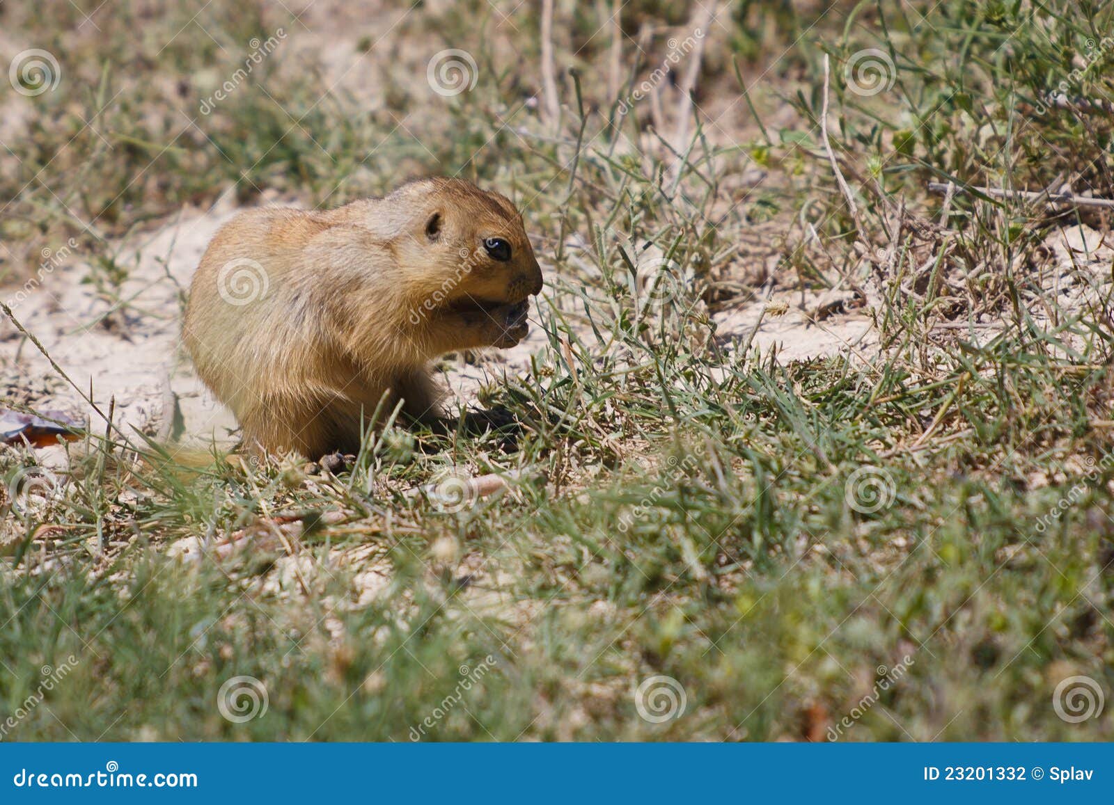 Cynomys (Prairie Dog),groundhog, Gopher Stock Photo - Image of furry ...