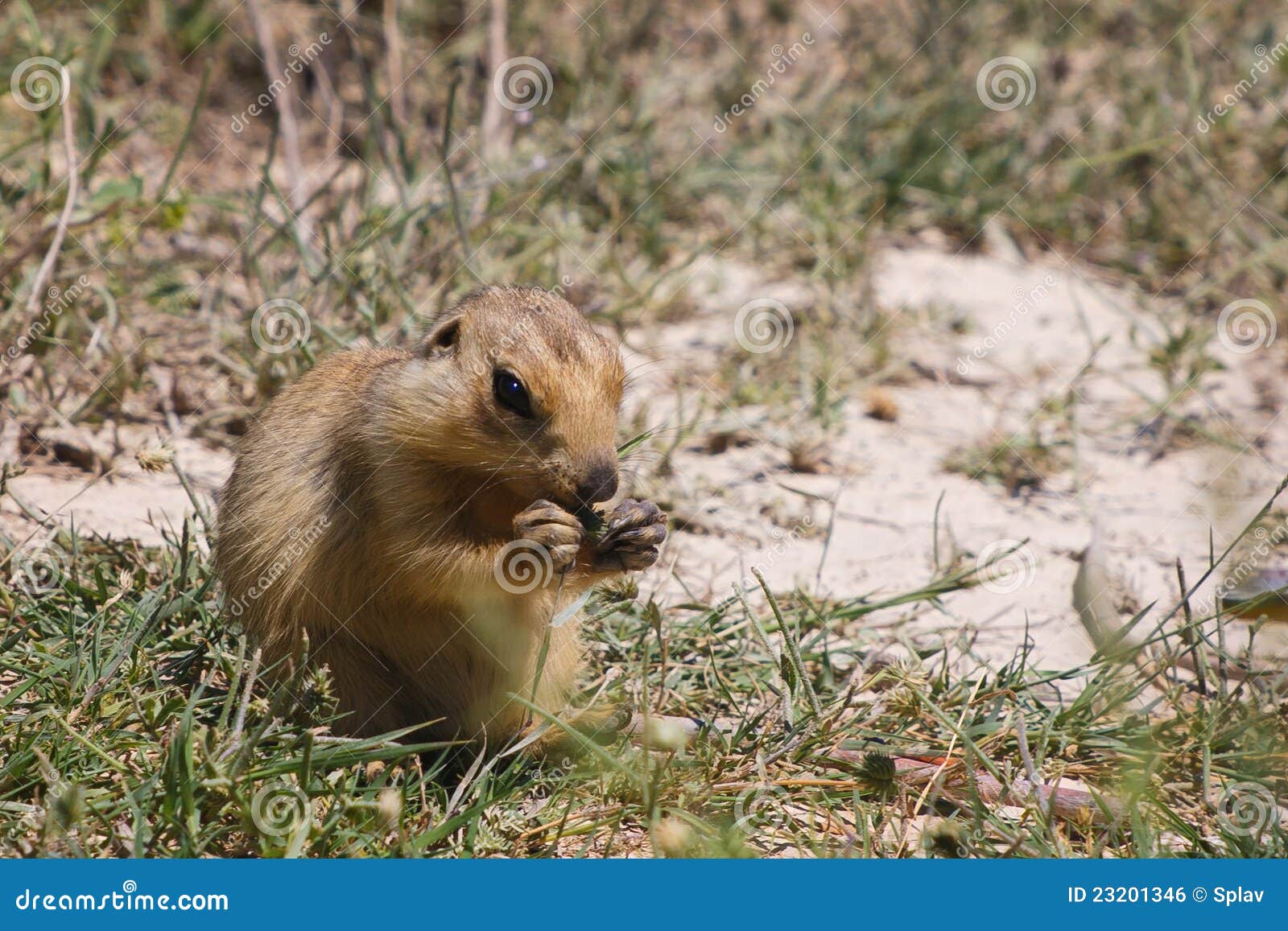 Cynomys (Prairie Dog),groundhog, Gopher Stock Photo - Image of curious ...
