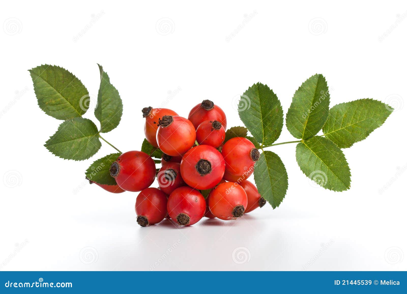 Cynorrhodons image stock. Image du floral, baie, croissance - 21445539