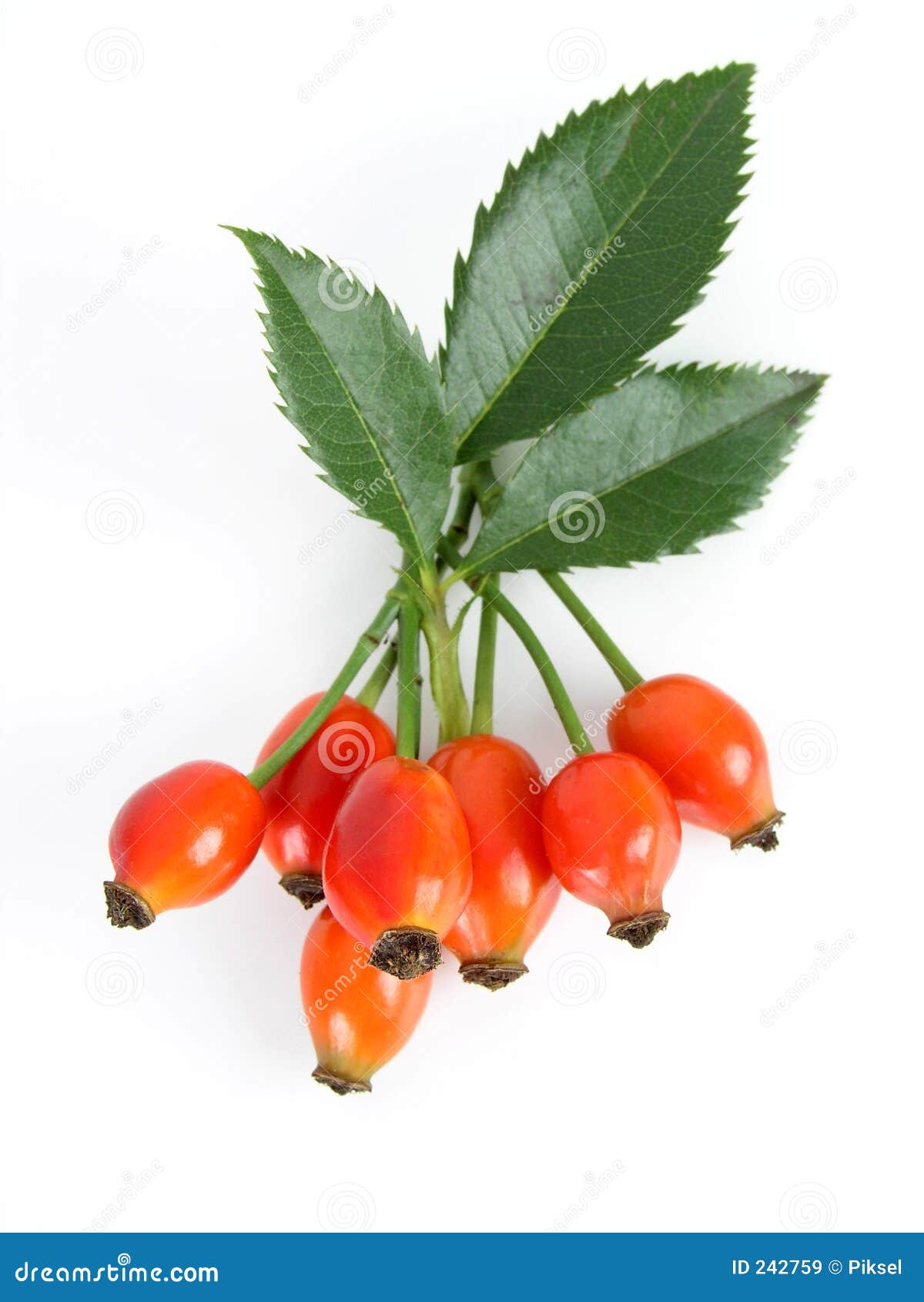 Cynorrhodons image stock. Image du traitement, rose, isolement - 242759