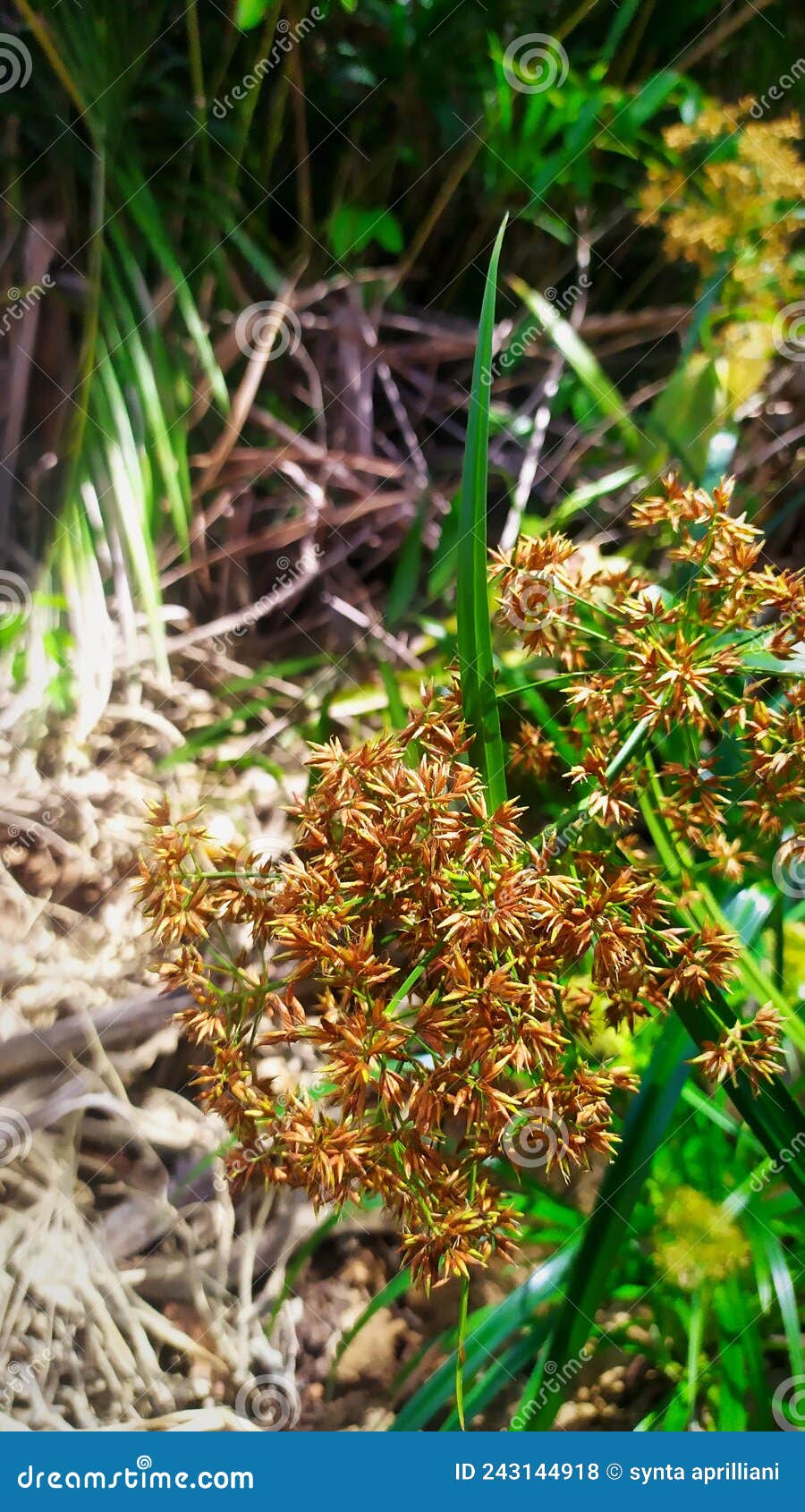 Cyperus Corymbosus Grass stock photo. Image of brown - 243144918