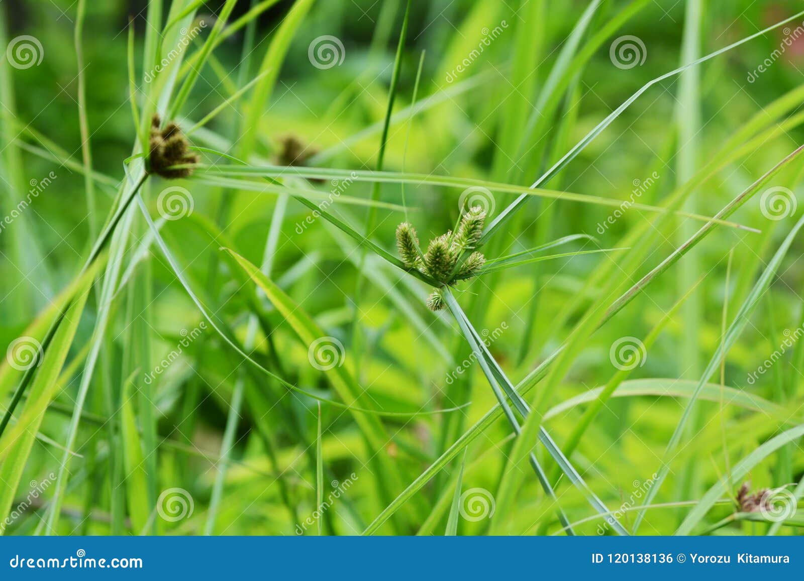 Cyperus cyperoides stock photo. Image of grassland, sedge - 120138136