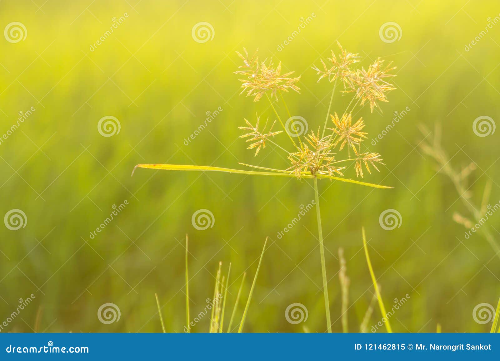 Cyperus Difformis Small Flower Umbrella Sedge, Smallflower Flat Sedge ...