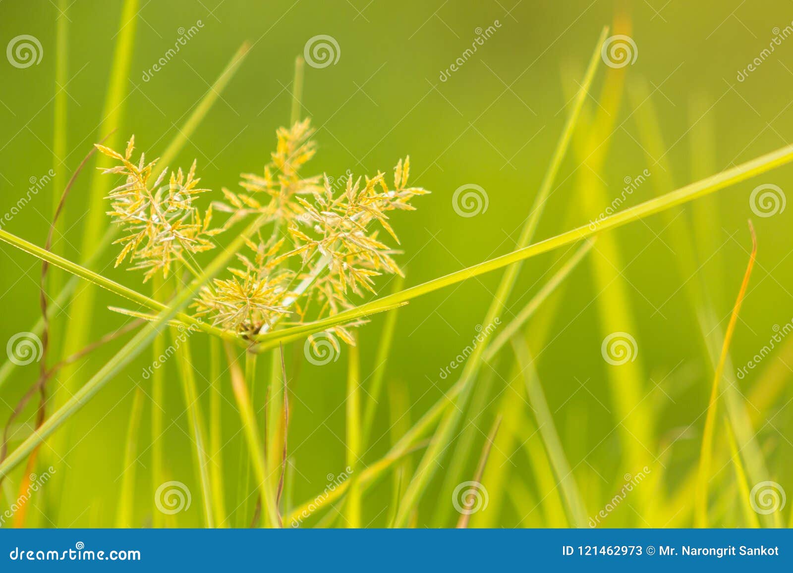 Cyperus Difformis Small Flower Umbrella Sedge, Smallflower Flat Sedge ...