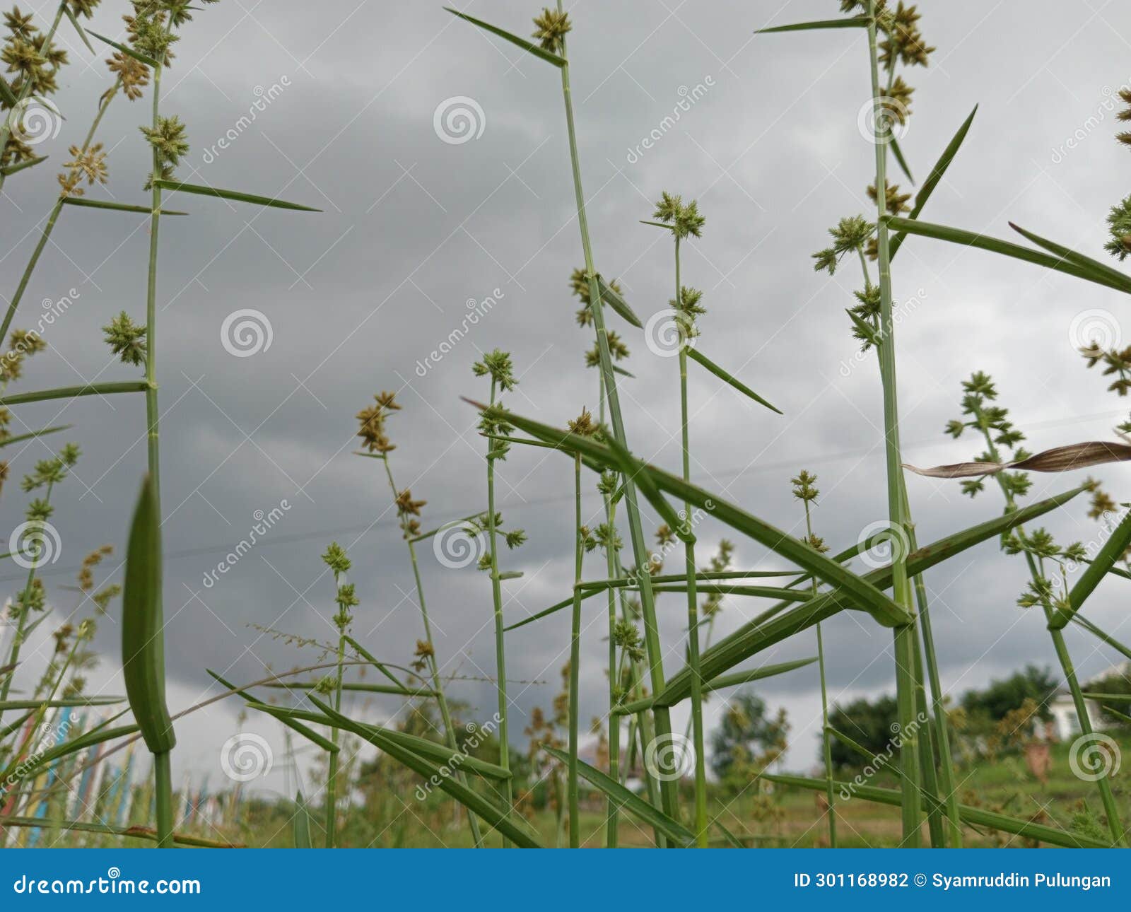 Cyperus Difformis Small Flower Umbrella Sedge, Smallflower Flat Sedge ...