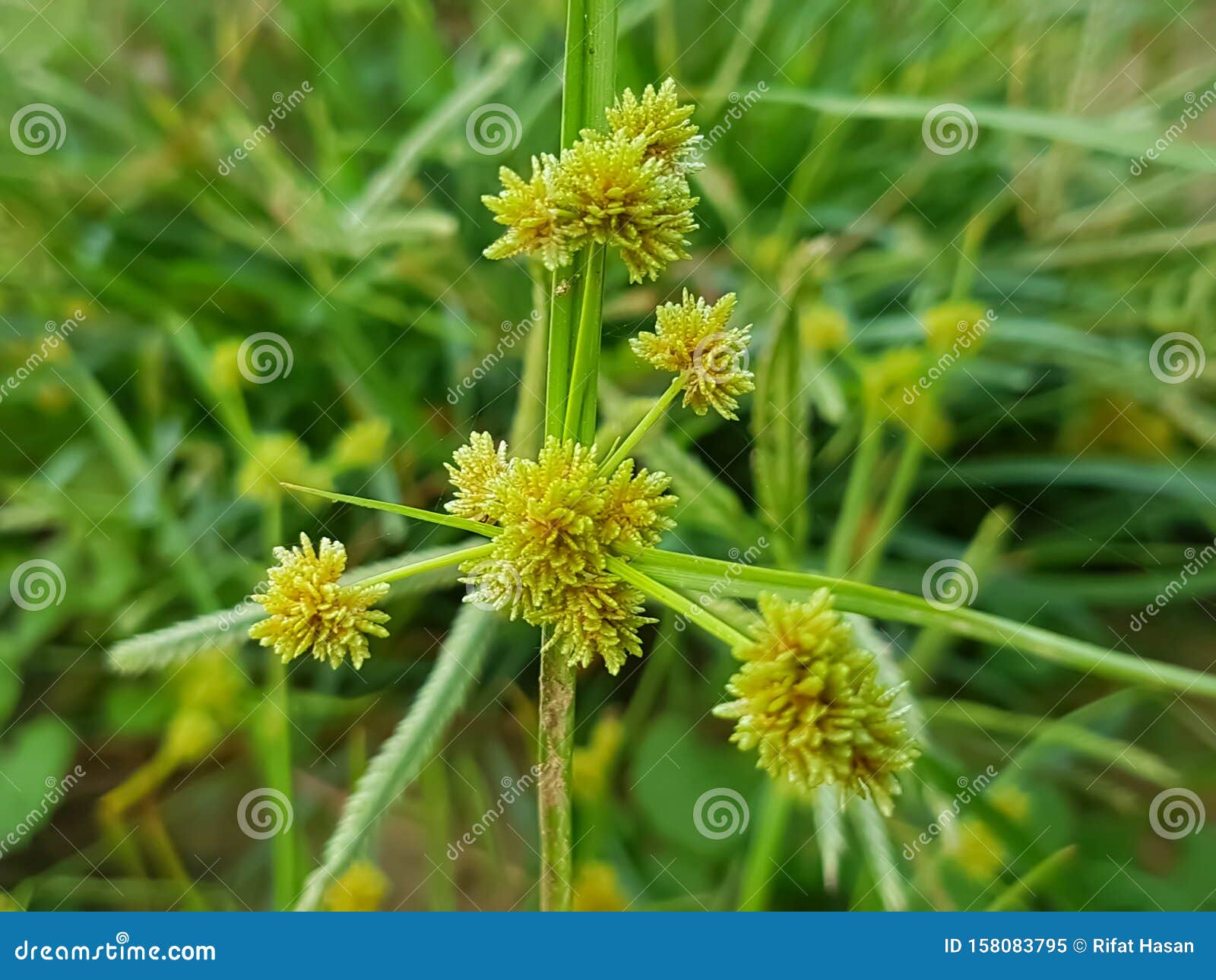 Cyperus Imbricatus