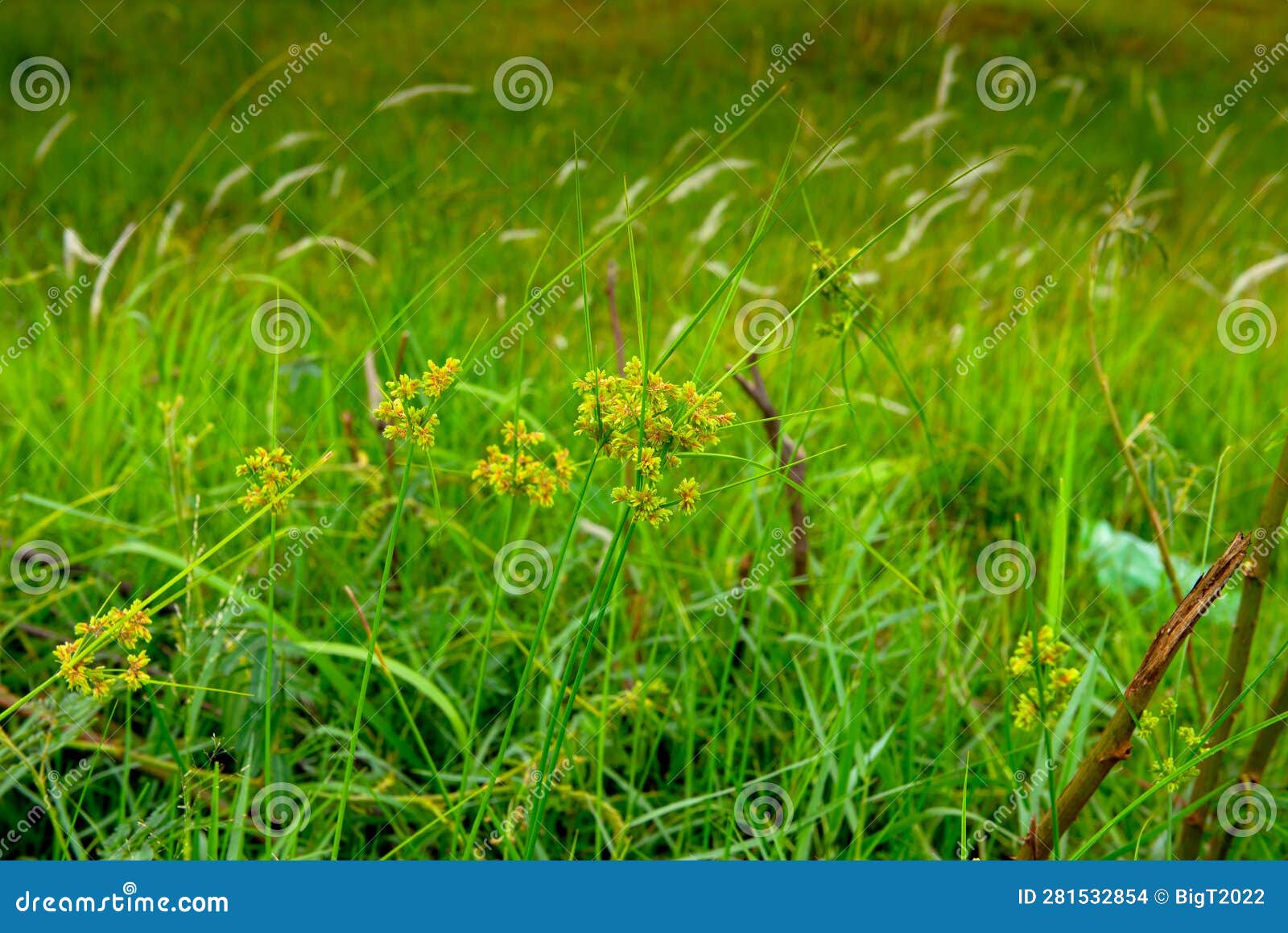 Cyperus Difformis is a Species of Sedge Known by Several Common Names ...
