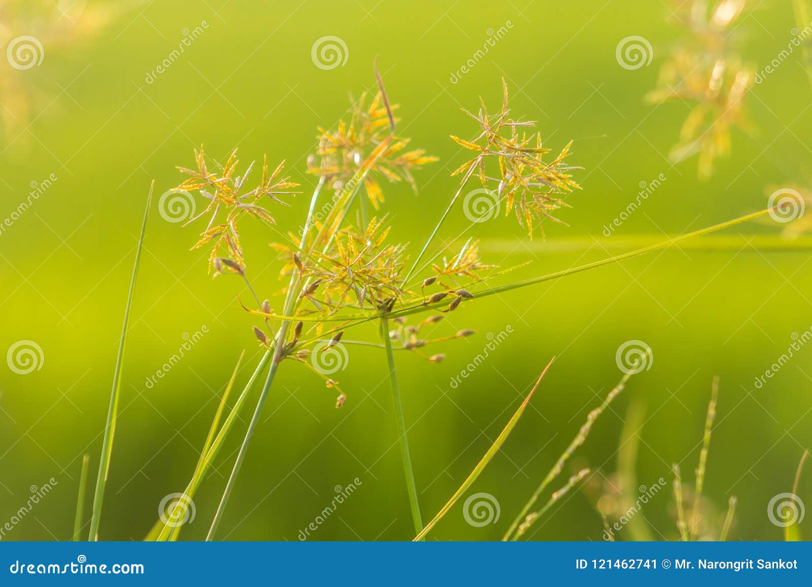 Cyperus Difformis Small Flower Umbrella Sedge, Smallflower Flat Sedge ...