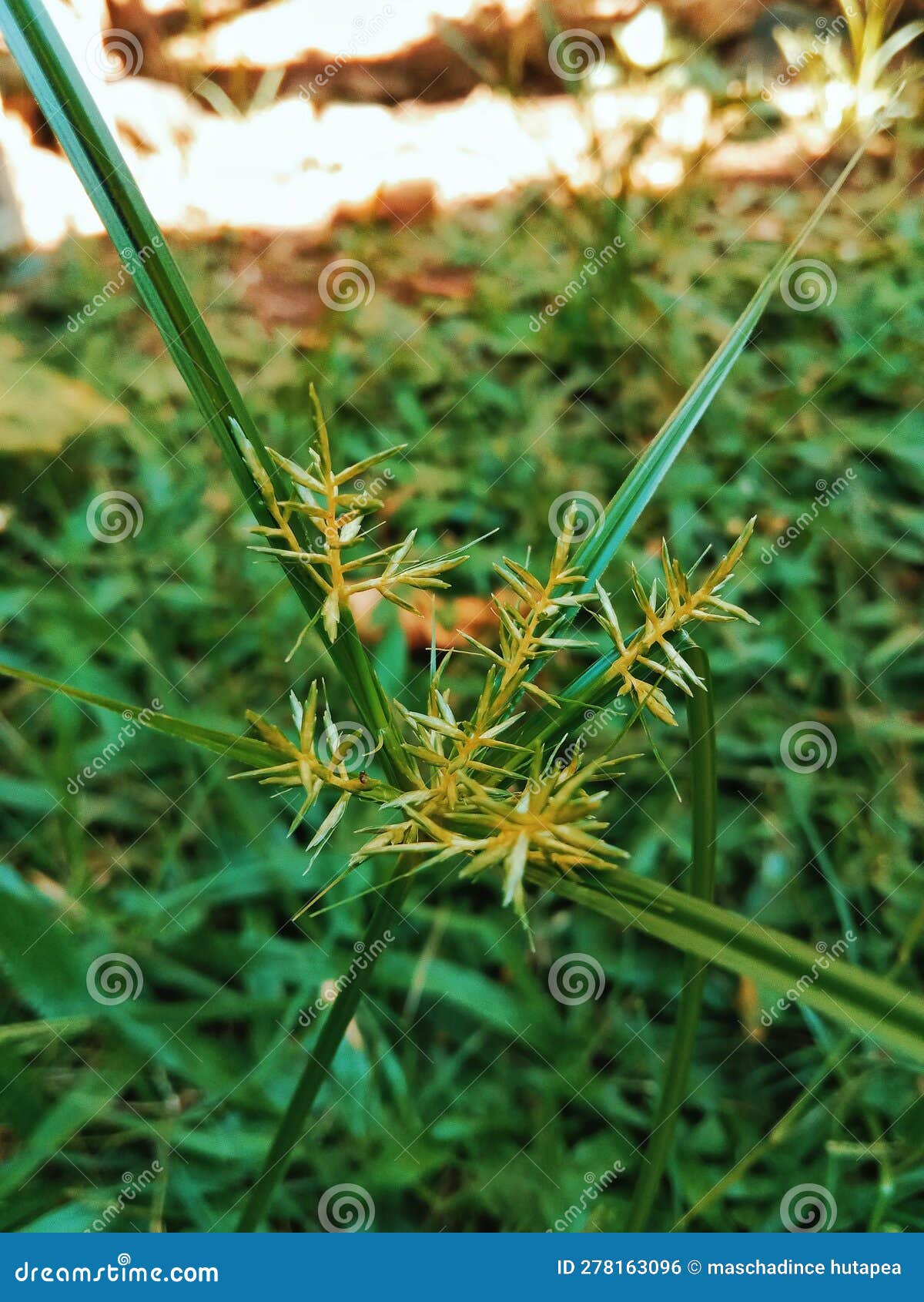 Cyperus Esculentus kind of Tropical Grass Stock Photo - Image of ...