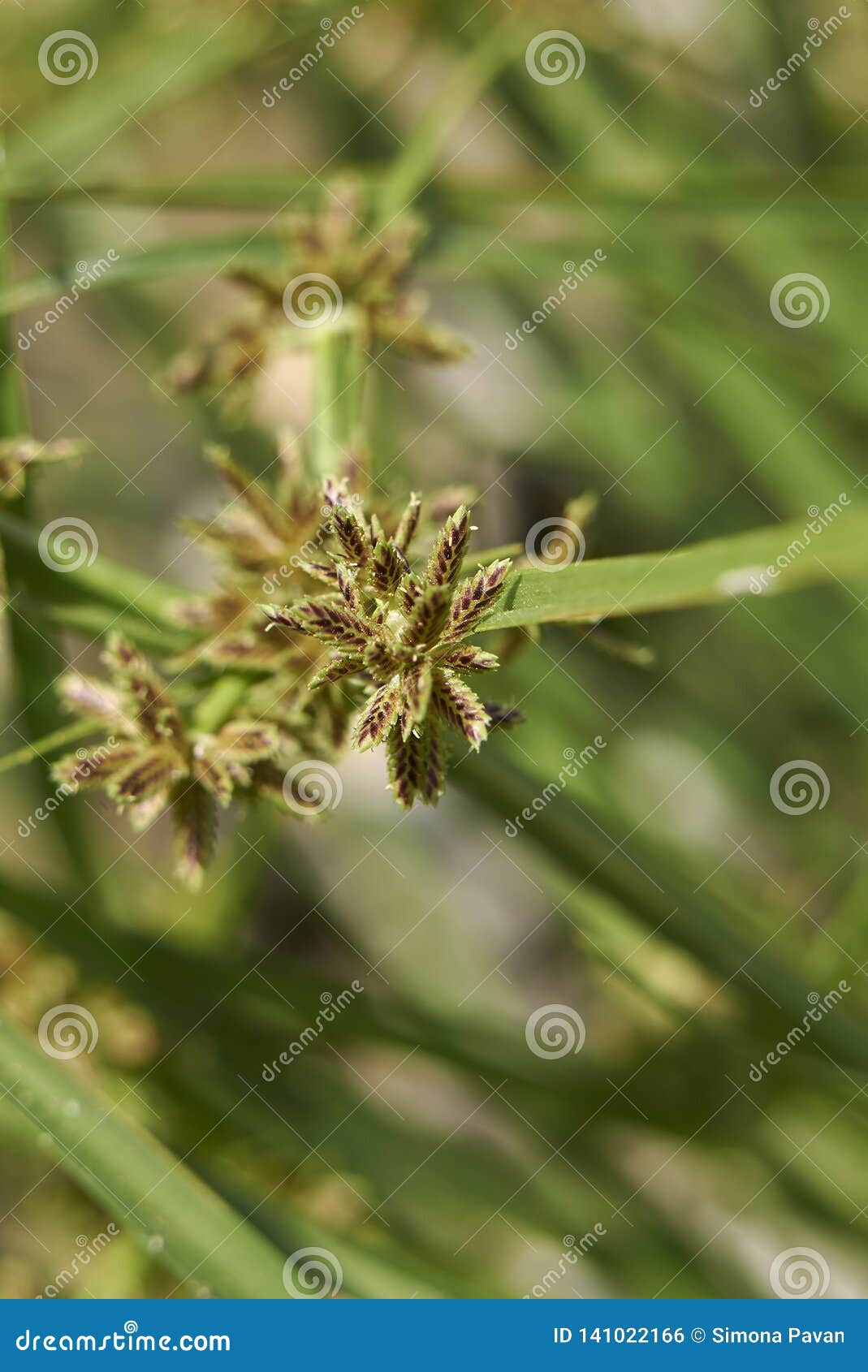 Cyperus fuscus plants stock photo. Image of season, cyperus - 141022166
