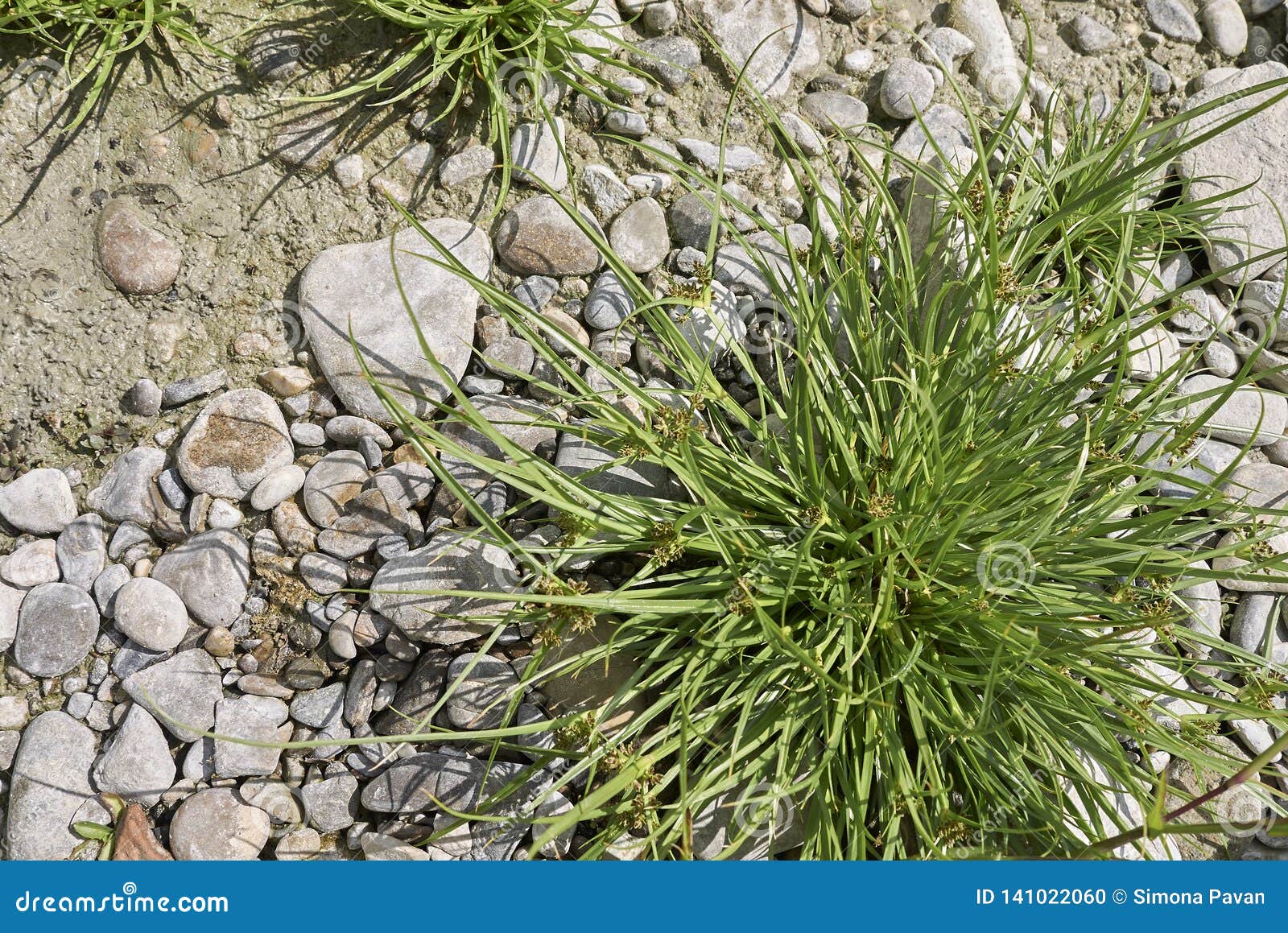 Cyperus fuscus plants stock photo. Image of uncultivated - 141022060