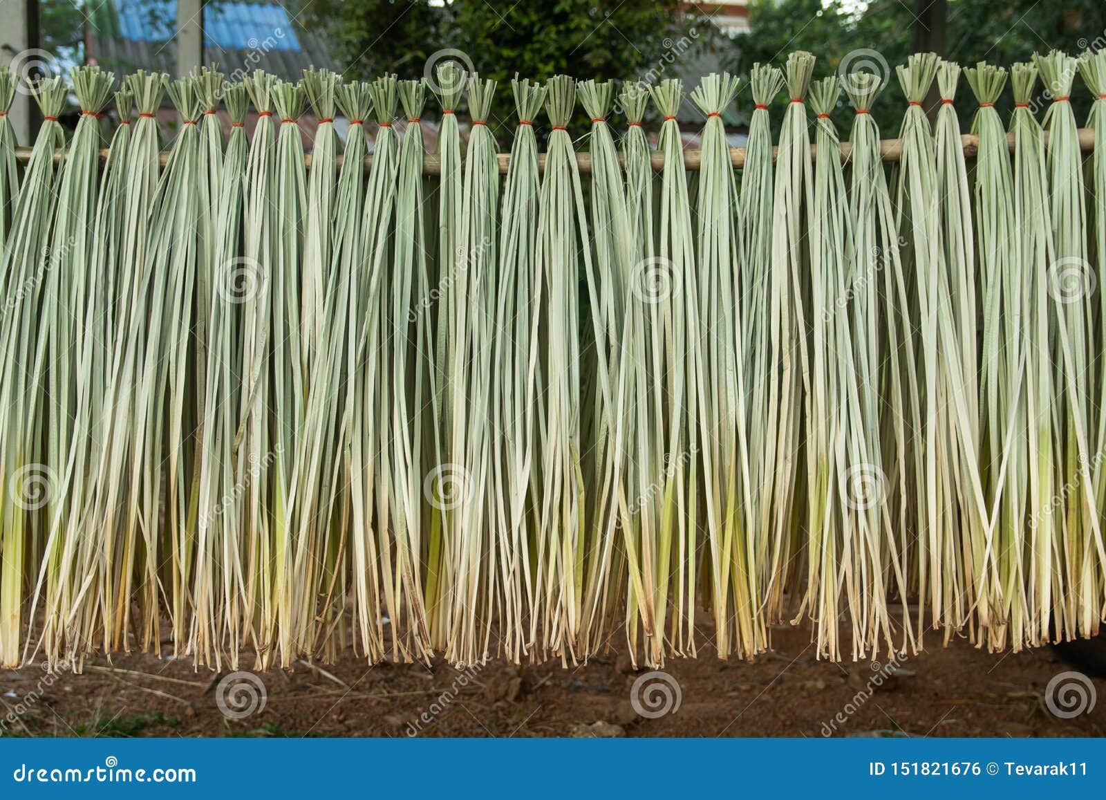 Cyperus Imbricatus or Reed Dried for Made Reed Mats Stock Photo - Image ...