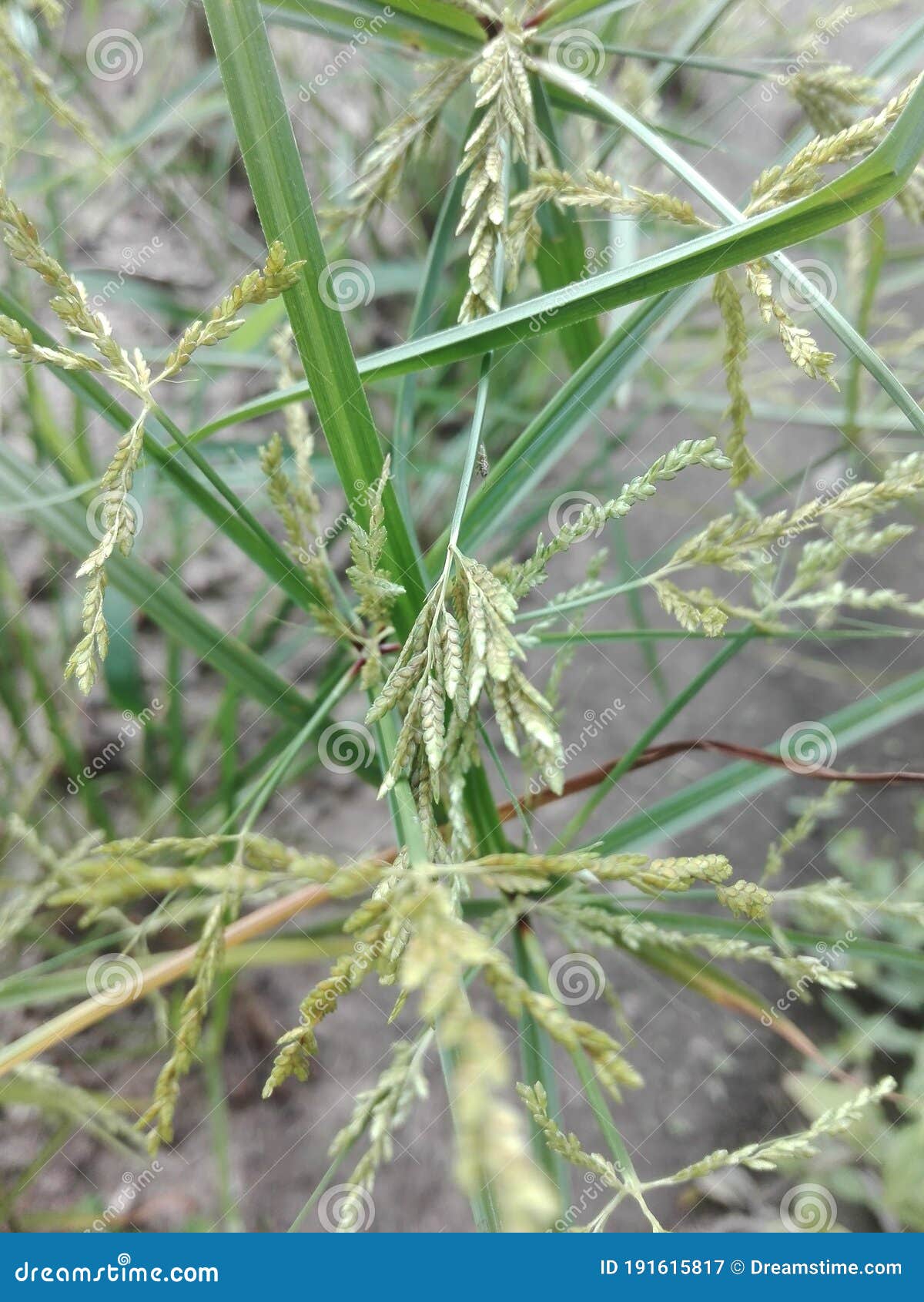 Cyperus iria L stock image. Image of herb, evergreen - 191615817