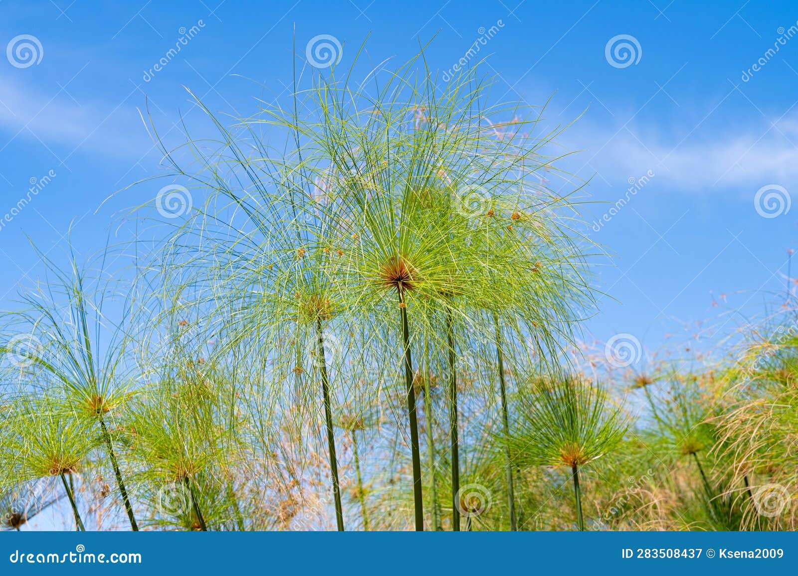 Cyperus papyrus closeup stock image. Image of leaf, grass - 283508437