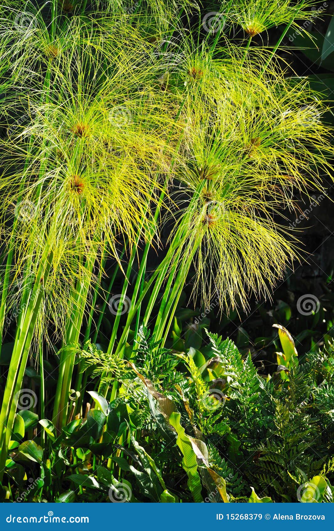 One Stem Of Cyperus Plant Royalty-Free Stock Photography ...