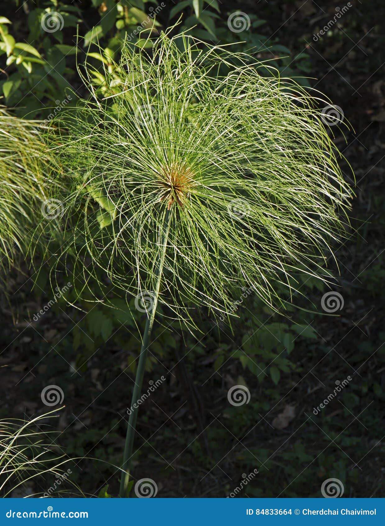 Cyperus Papyrus 1 stock photo. Image of tree, detail - 84833664