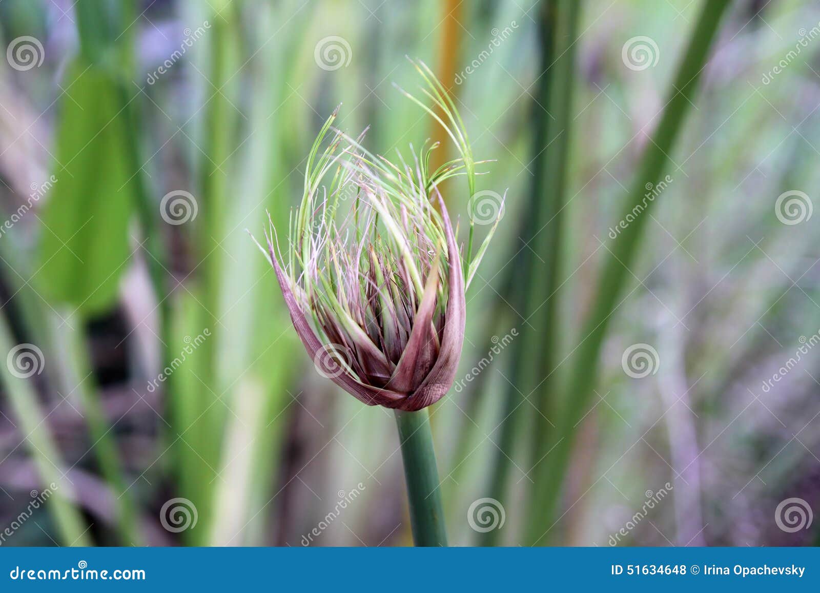 Cyperus papyrus stock photo. Image of inflorescence, exotic - 51634648