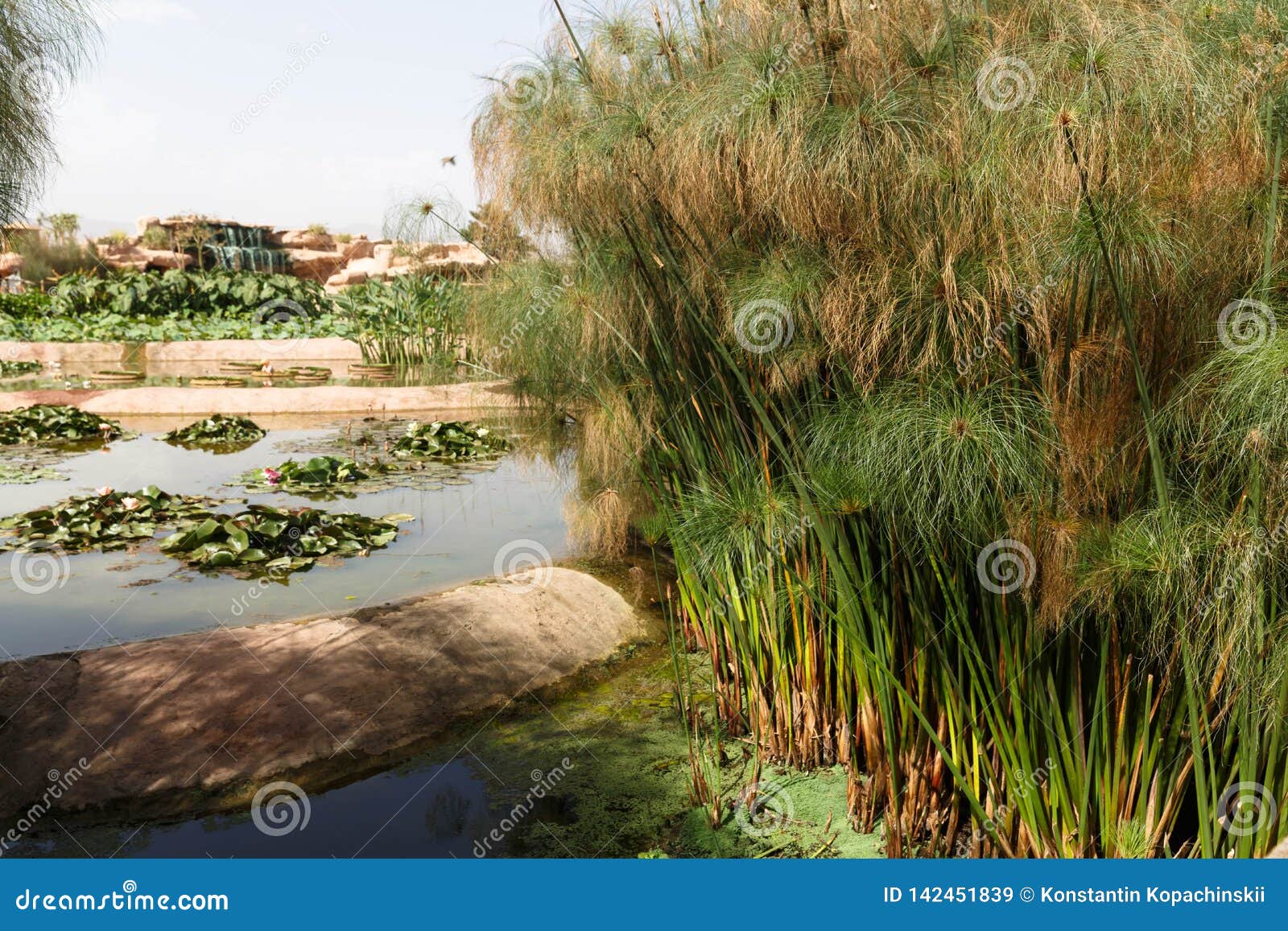 Cyperus Papyrus Green Plant As Background Abstract.. Stock Image ...
