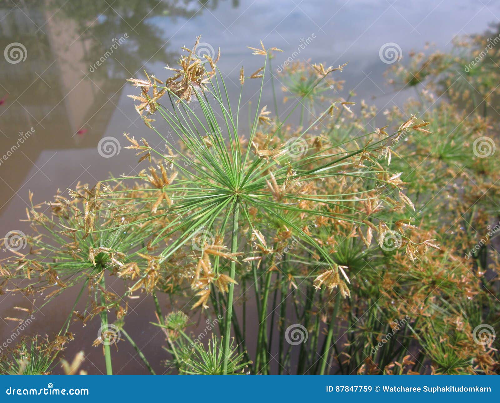 Cyperus Papyrus O Erba Del Nilo Immagine Stock - Immagine di ecologia ...