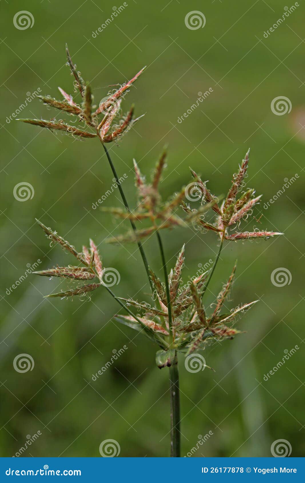 Cyperus rotundus stock photo. Image of perennial, nutsedge - 26177878