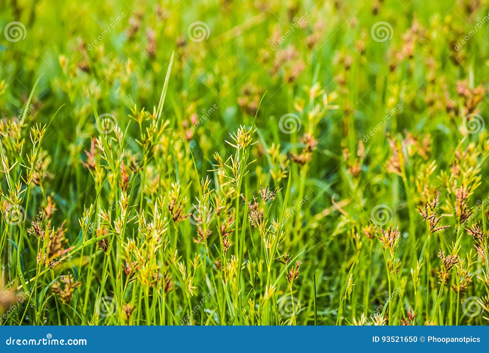 Cyperus rotundus flowers stock photo. Image of rotundus - 93521650