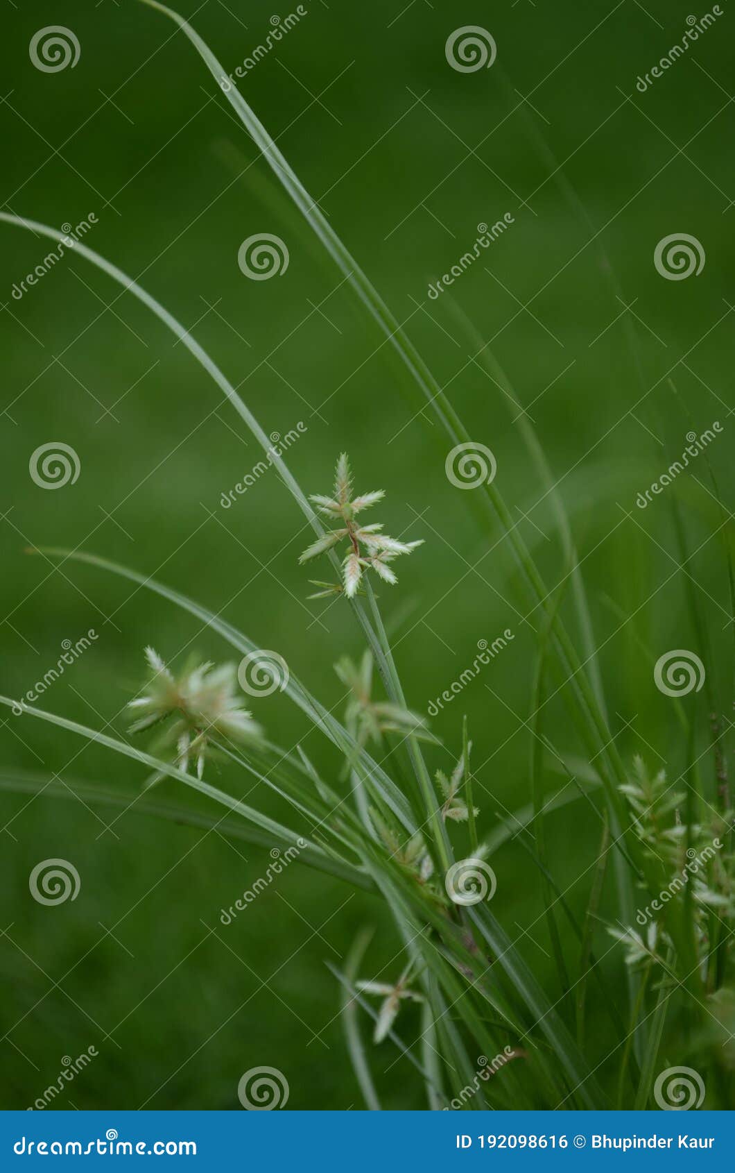 Cyperus Rotundus Plant, Also Known As Coco, Java,or Nut Grass, Purple ...