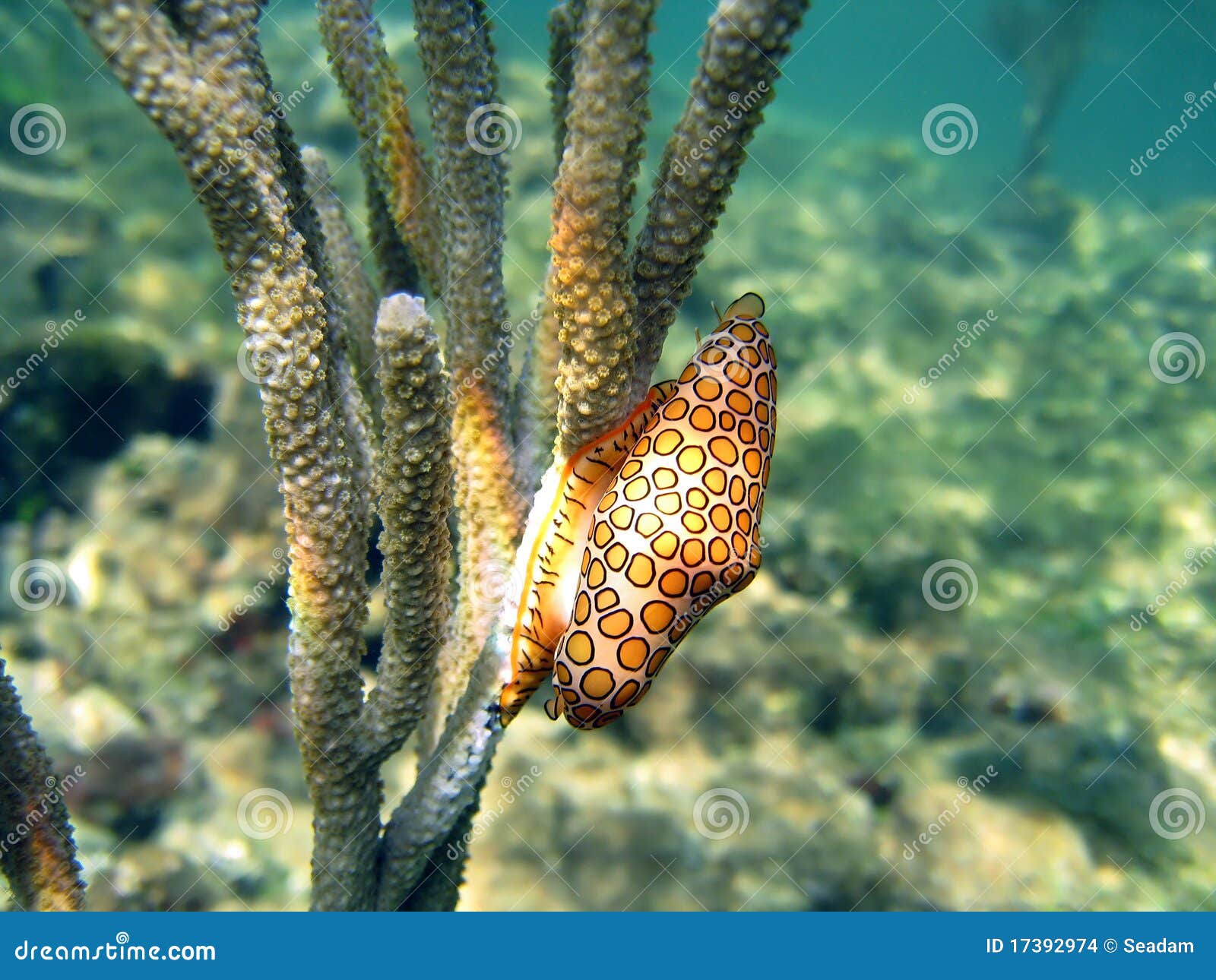 Cyphoma gibosum stock photo. Image of scuba, fish, ocean - 17392974