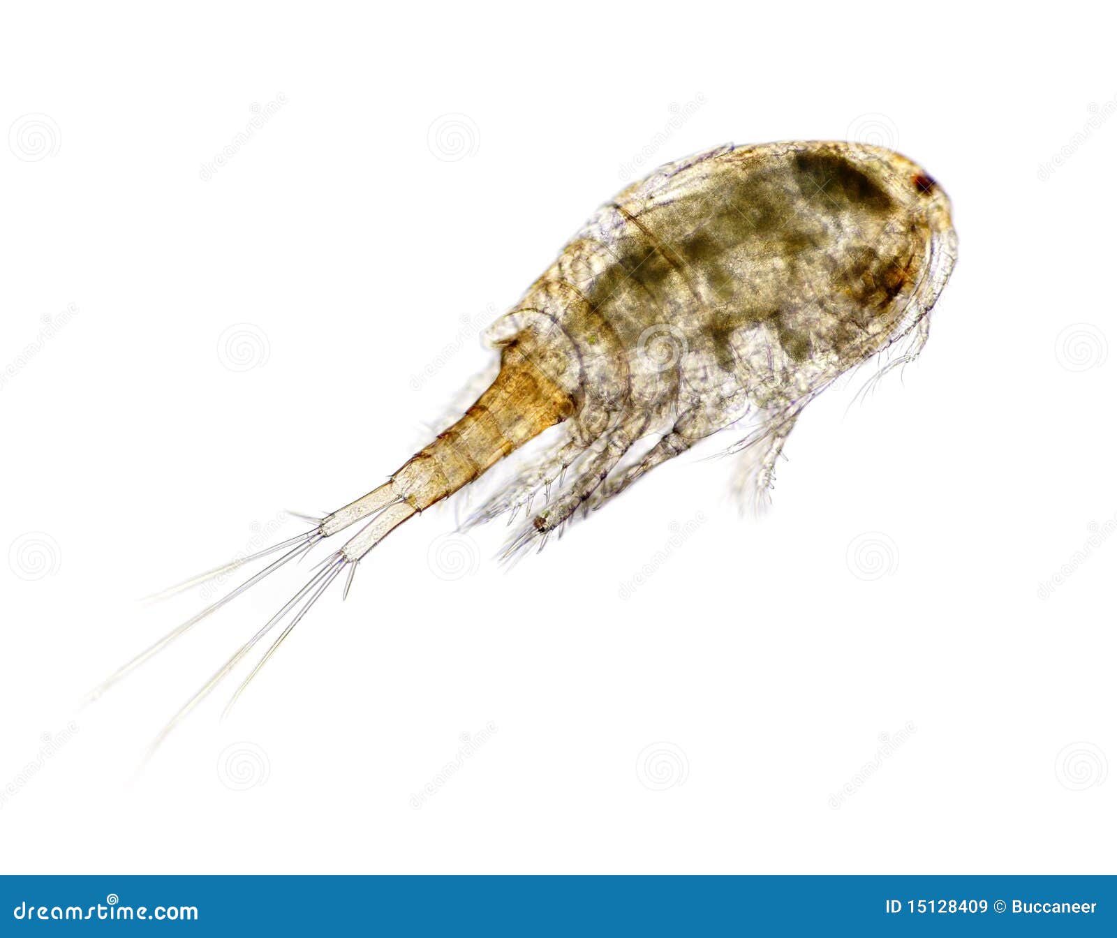 Cypoepod De Agua Dulce (Cyclops) Imagen de archivo - Imagen de ...