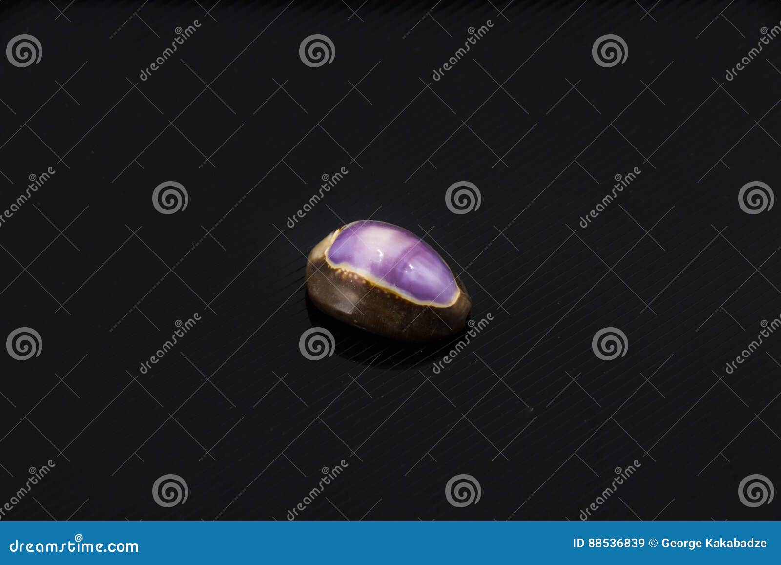 Cypraea annulus stock image. Image of conch, isolated - 88536839
