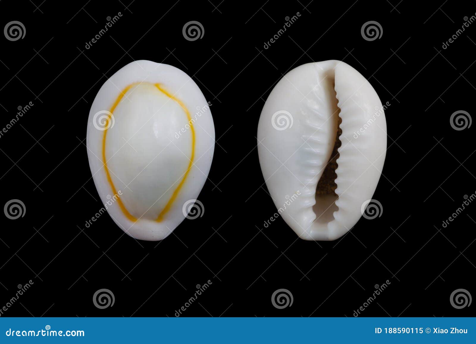 Cypraea annulus stock image. Image of tibia, specimen - 188590115