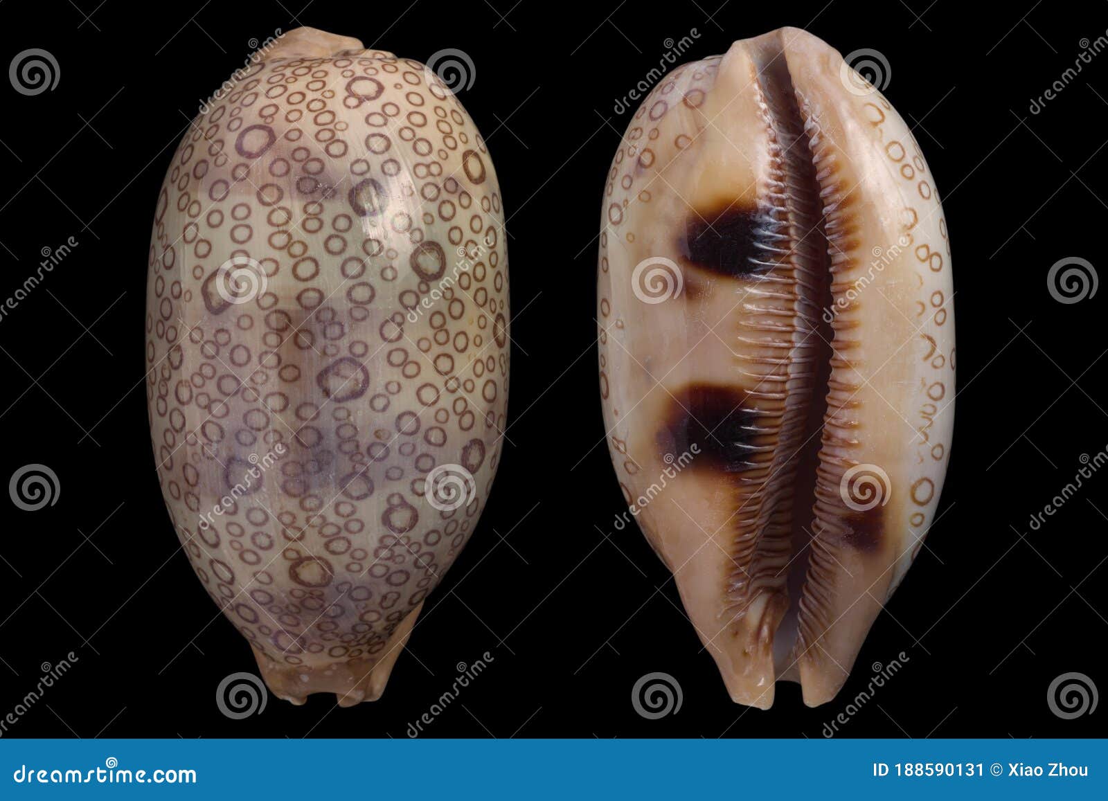 Cypraea argus stock image. Image of specimen, harpago - 188590131