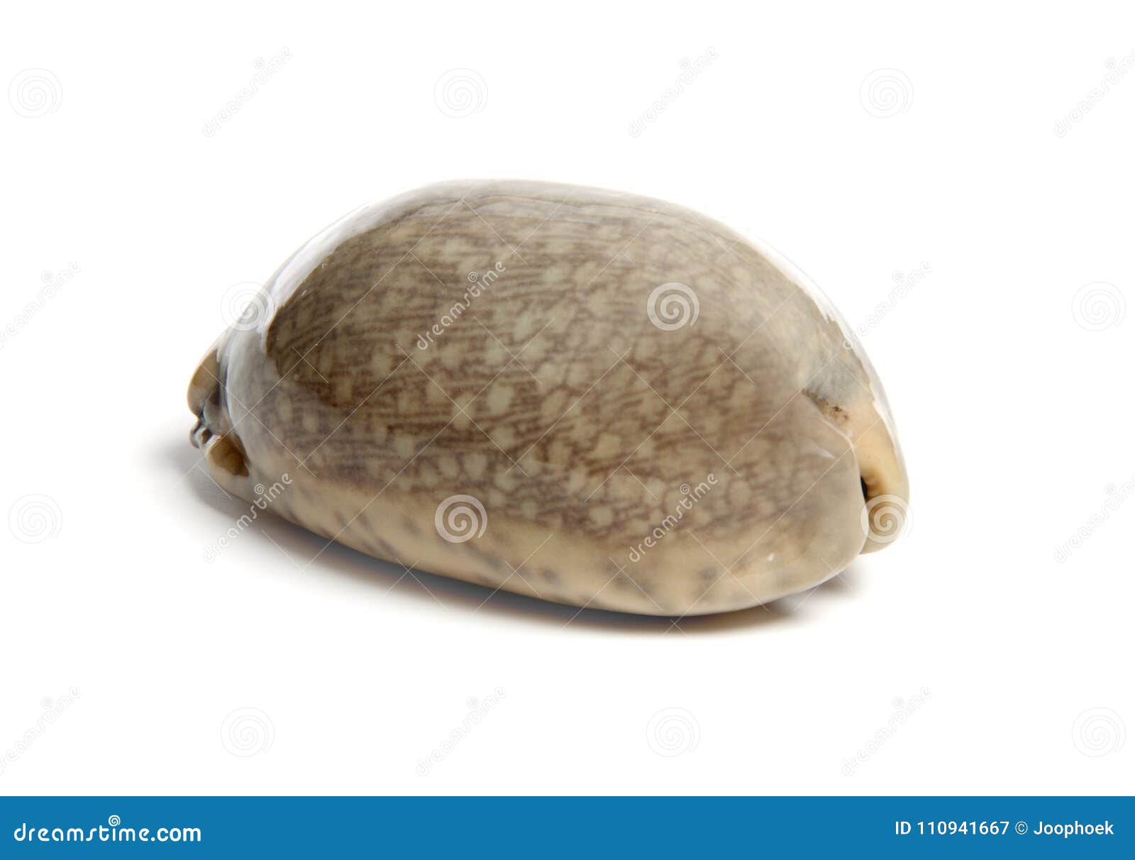 Cypraea Eglantina Stock Photos - Free & Royalty-Free Stock Photos from ...