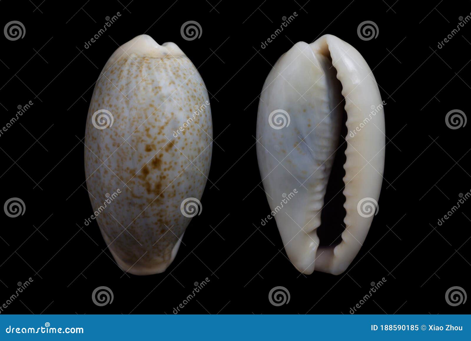 Cypraea errones stock image. Image of shell, luhuanus - 188590185