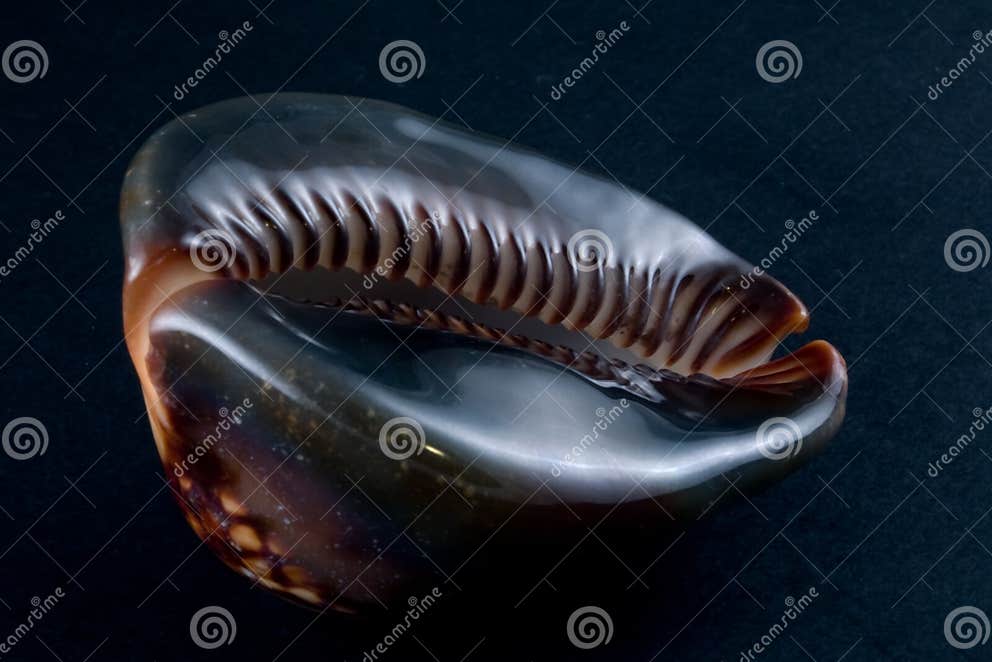 Cypraea Mauritiana stock image. Image of cowrie, beach - 3102689